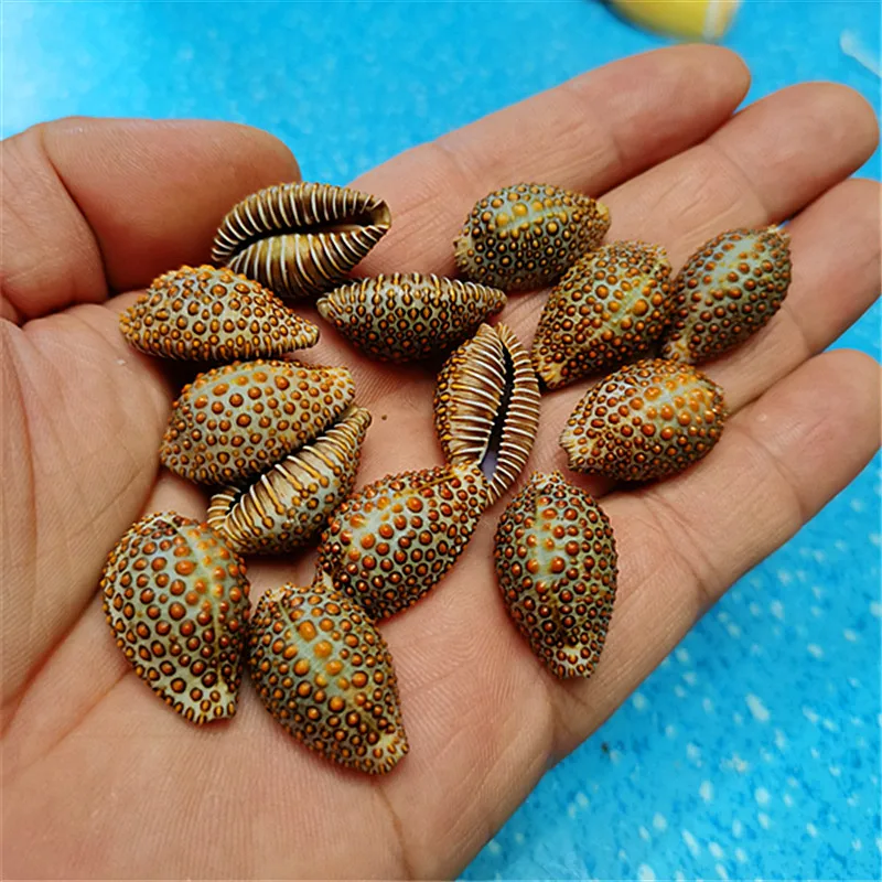 Cypraea-Pushulata-Natural-Rare-Specimen-Snail-Fish-Tank-Landscape ...