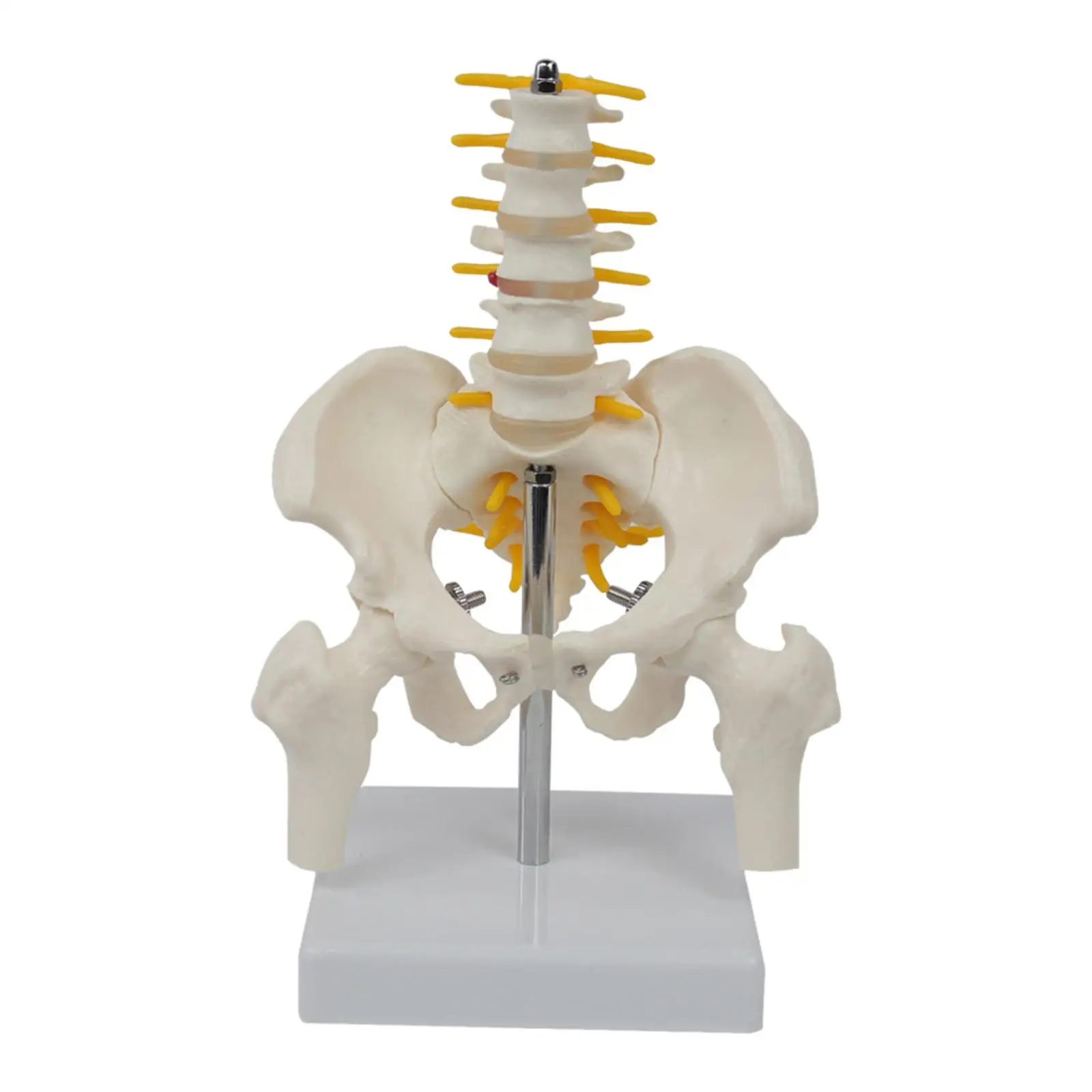 1-1-PVC-Human-Pelvis-Skeleton-Anatomical-Model-with-Vertebrae-Teaching ...