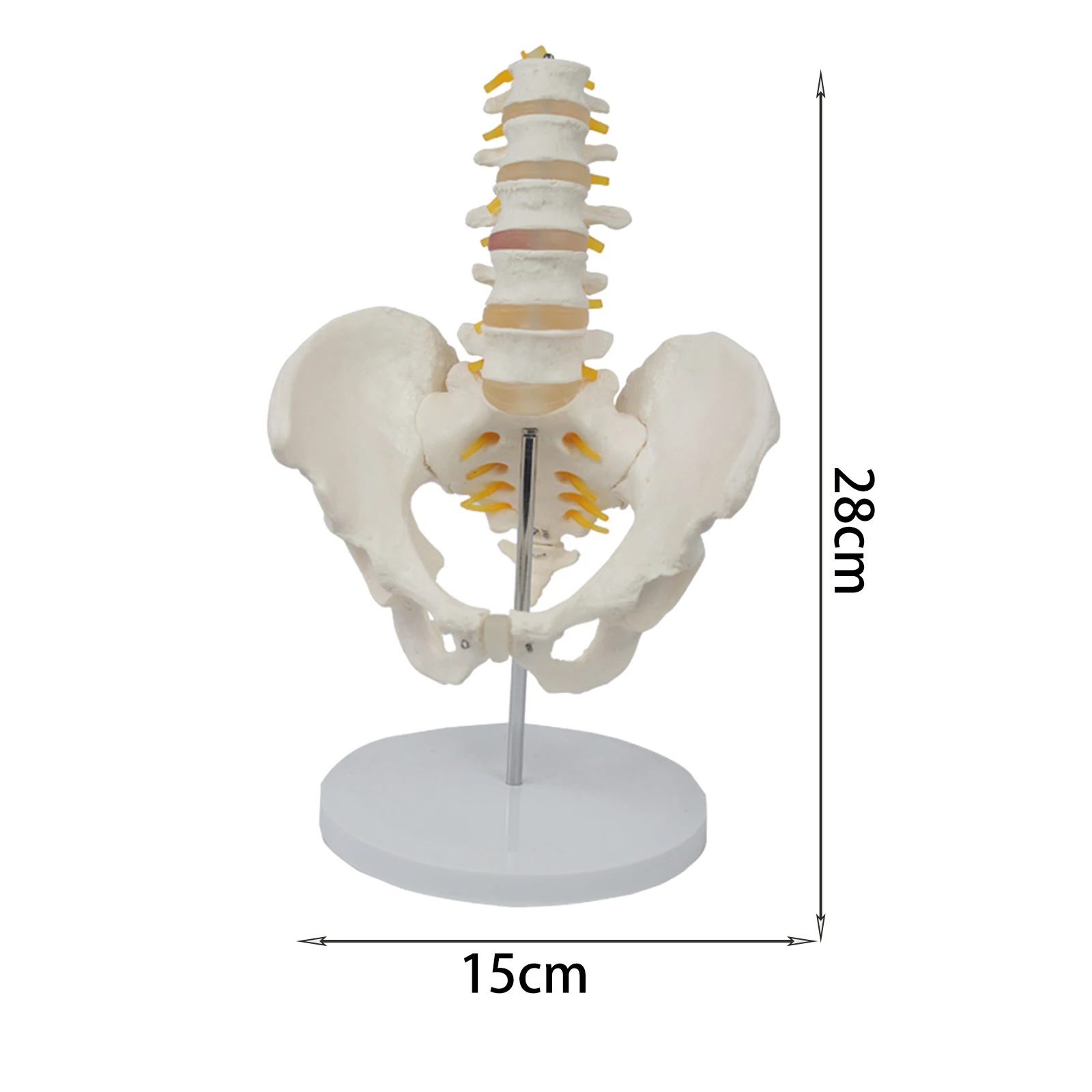 Modelo Anatómico Femenino De Pelvis, Sacro Y Pubis, Kit De