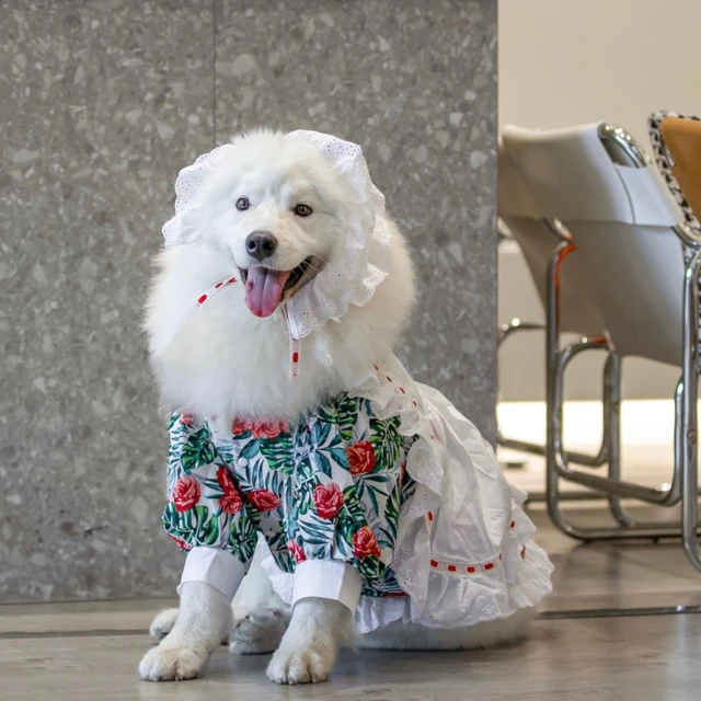 Funny Dog Costumes Lab