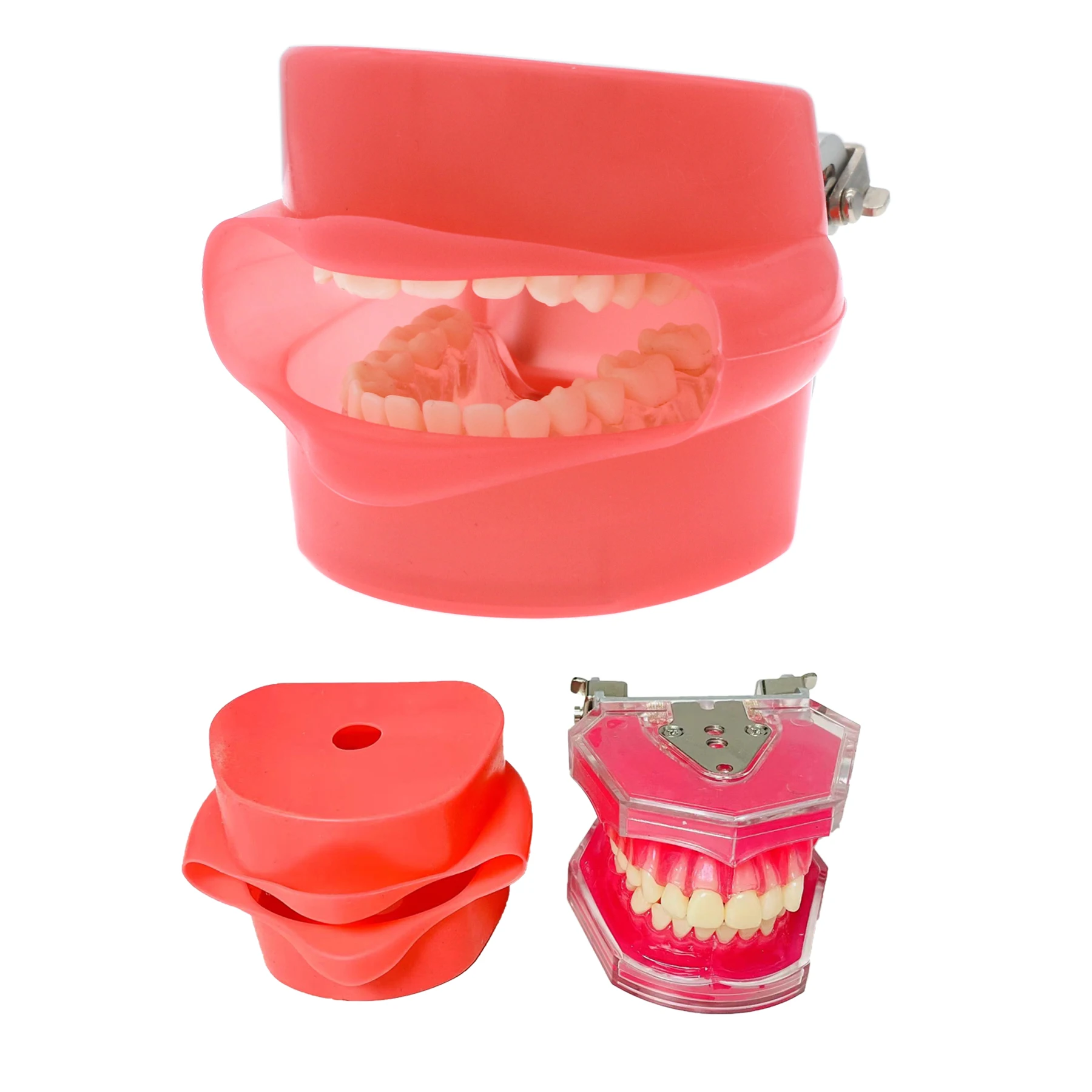 Dental-Tooth-Extraction-Model-Full-Mouth-Detachable-28pcs-Tooth ...