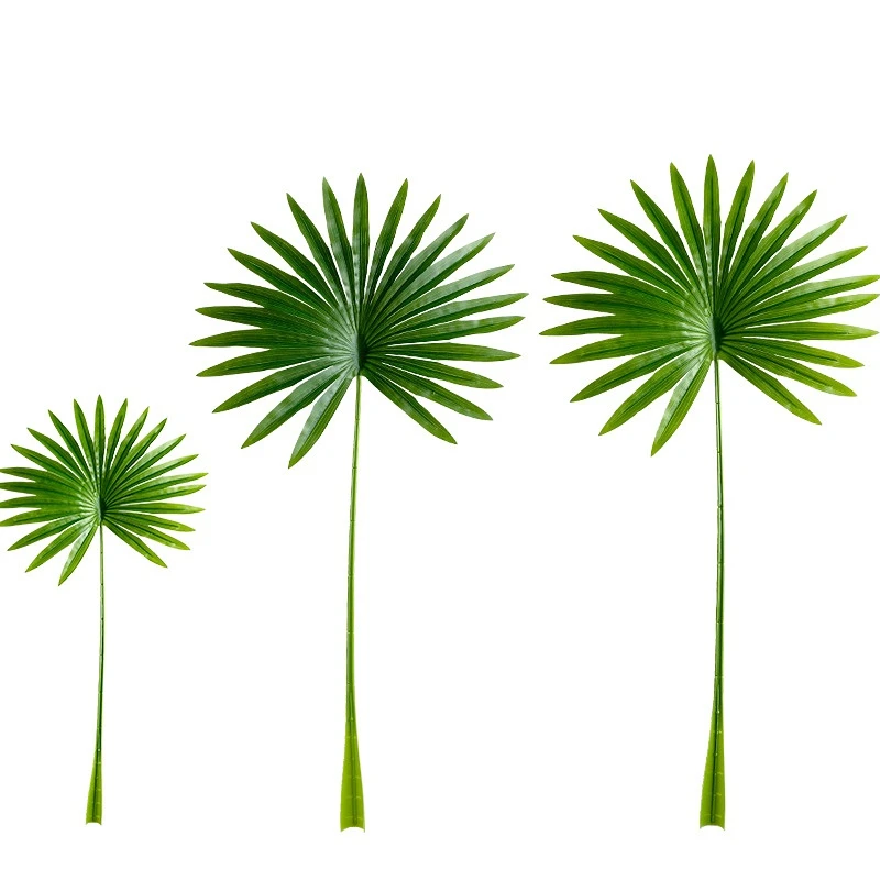 Fan Leaf Palm Trees