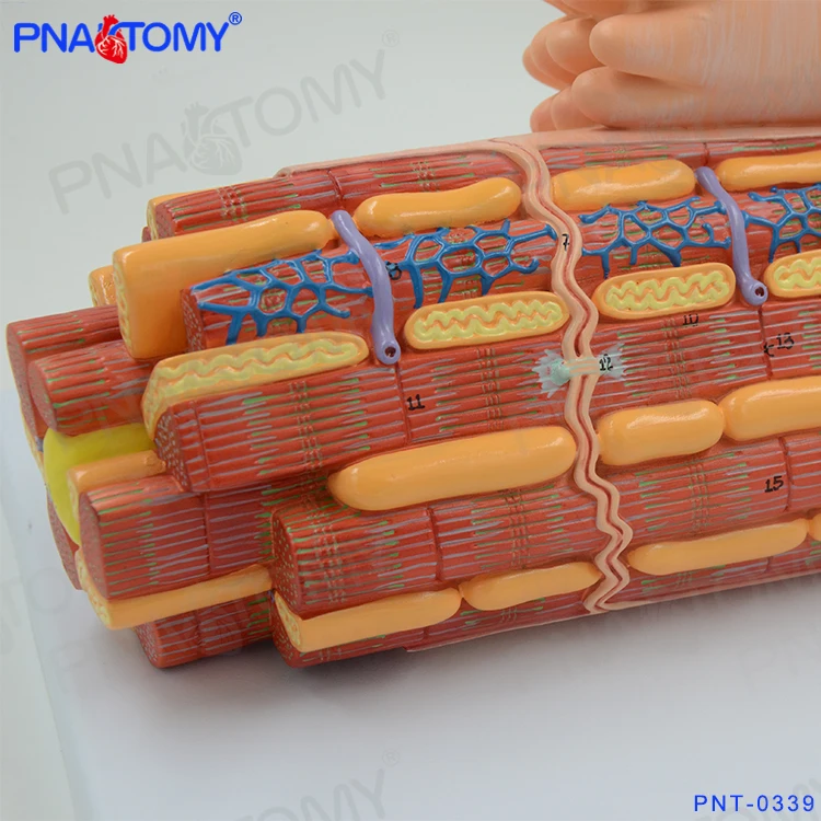 Cardiac Muscle Model