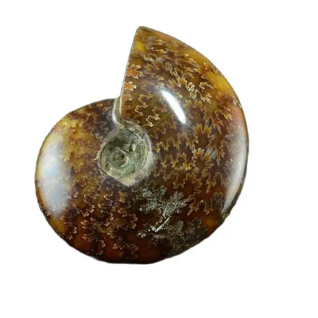 AA-AMMONITE-PRETTY-NAUTILUS-MADAGASCAR-SPECIMEN-HEALING30g-40g-free ...