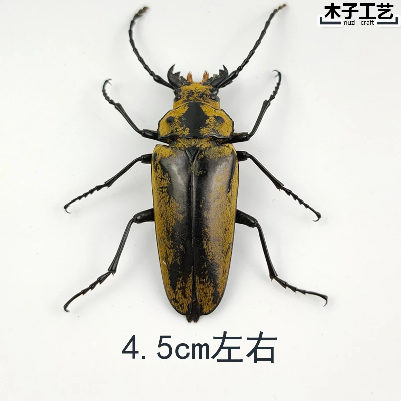Insect-butterfly-specimen-Real-Insect-Animal-optional-spade-beetle ...