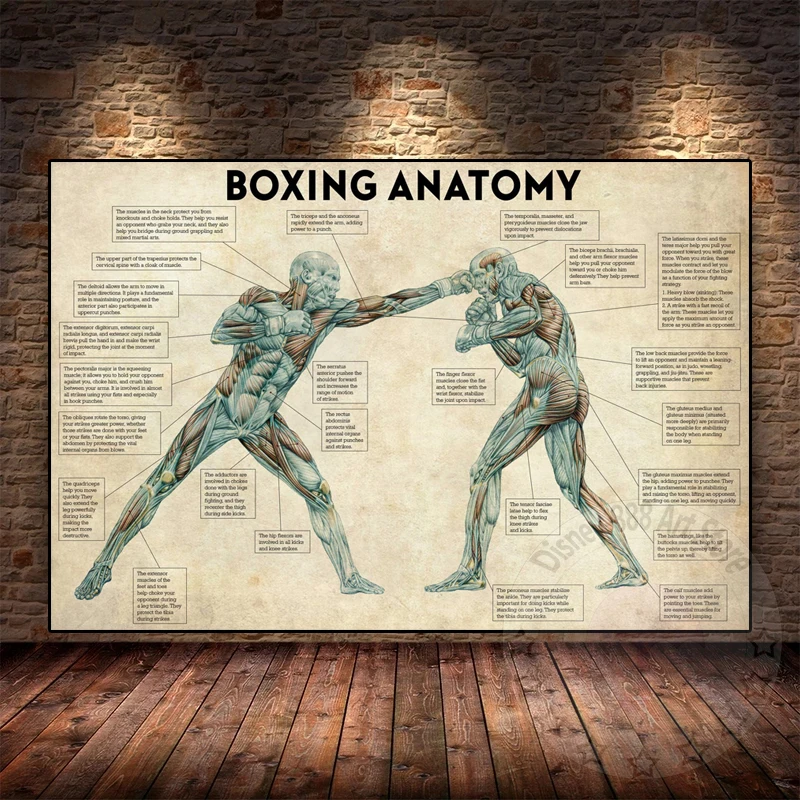 Vintage-Boxing-Body-Anatomy-Posters-and-Prints-Wall-Art-Canvas-Painting ...