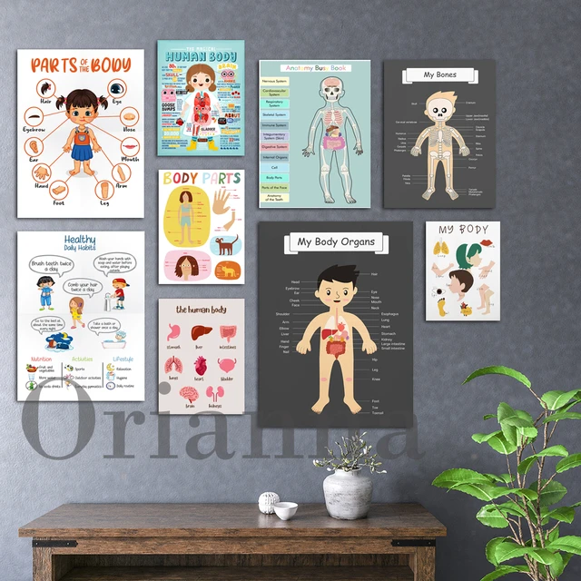 Human Body Parts Poster For Kids