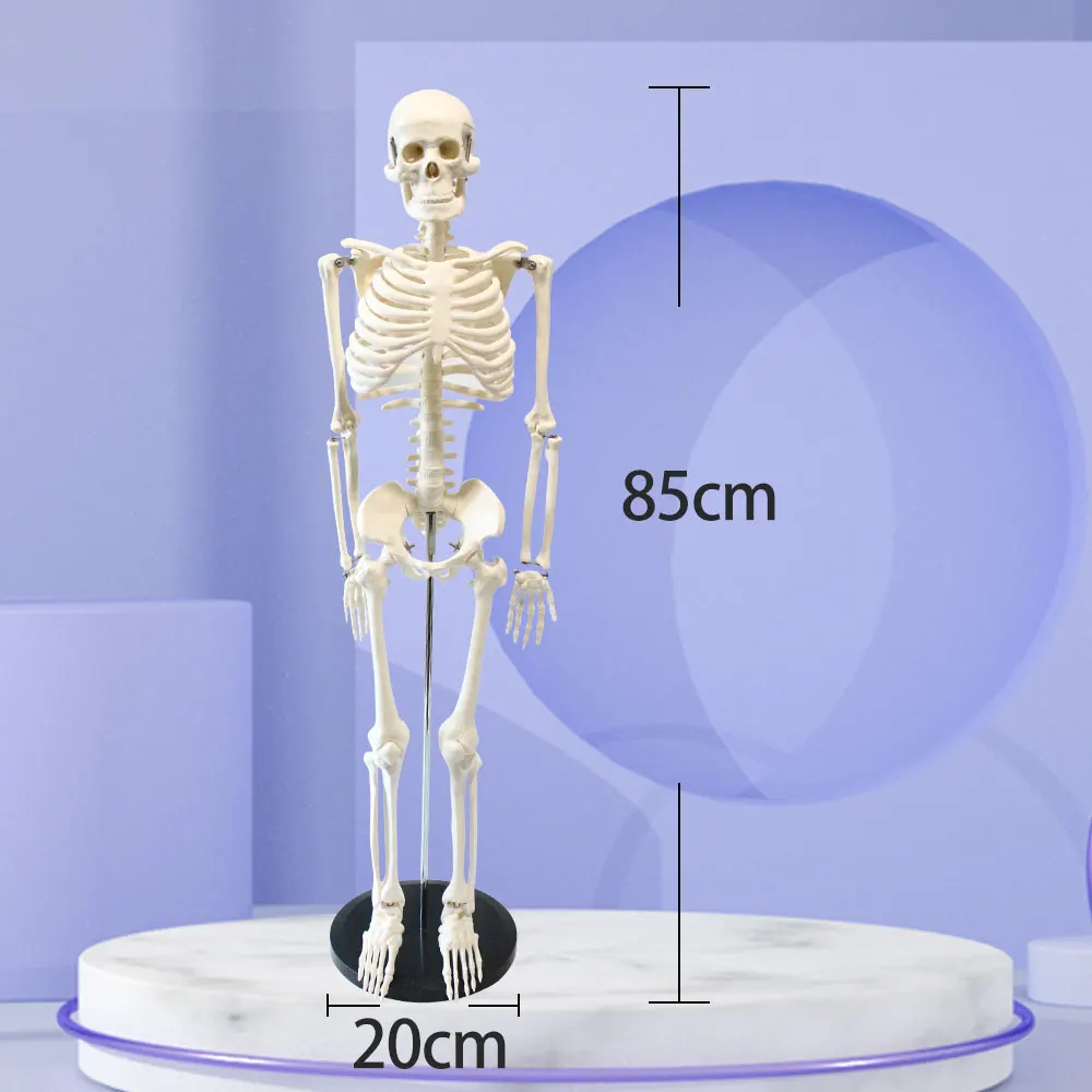 Human Skeleton Model 85cm Full Body Bone Mannequin White With Removable ...