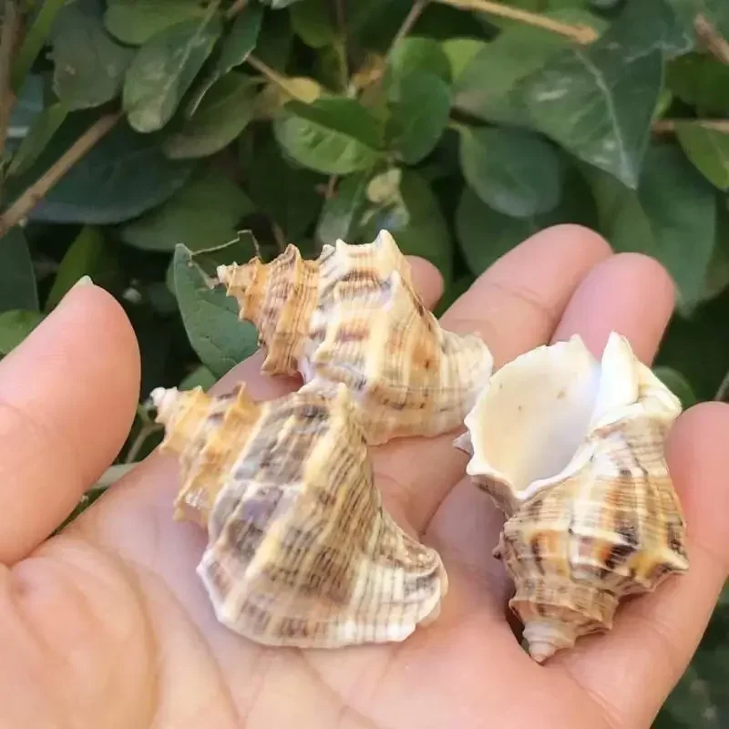 4PCS-Conch-Shell-Angular-Rock-Conch-Shellfish-Hermit-Crab-Replacement ...