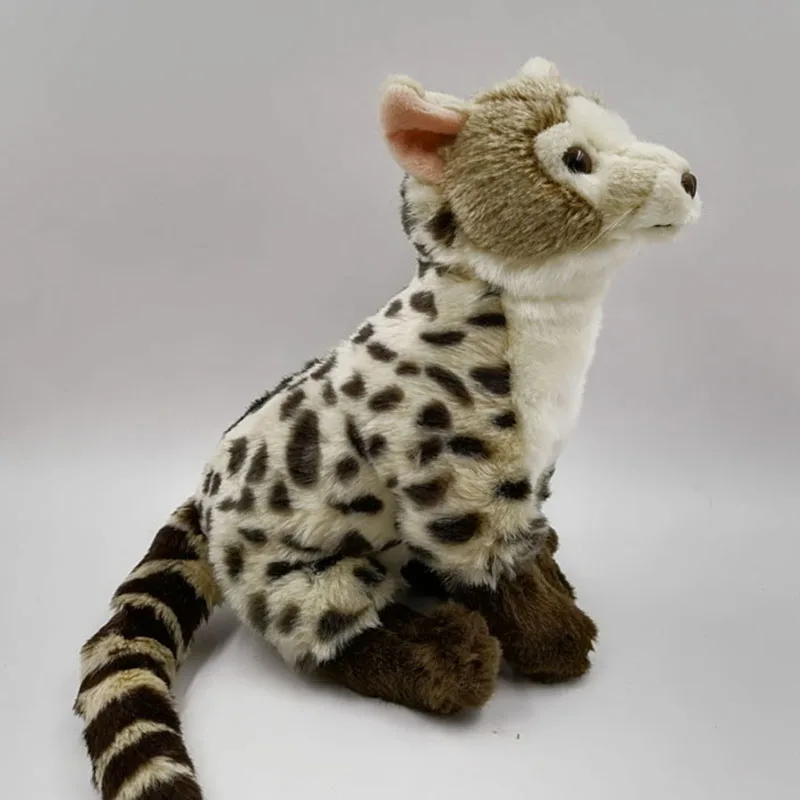African Civet Cat Baby