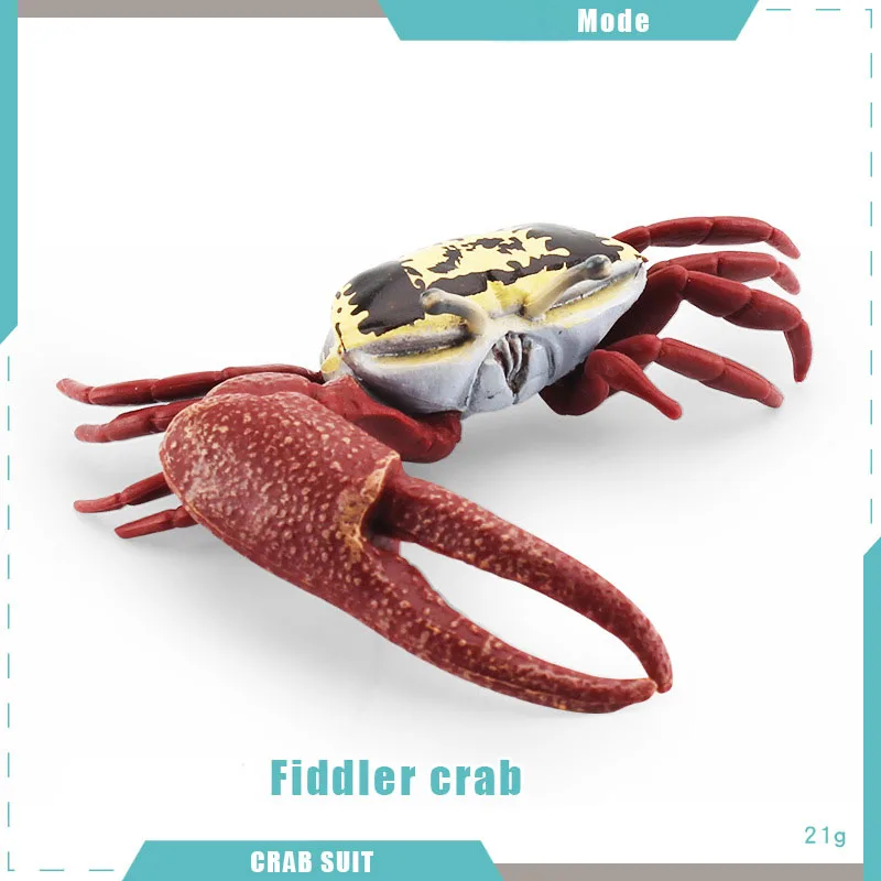 Fiddler Crab Life Cycle