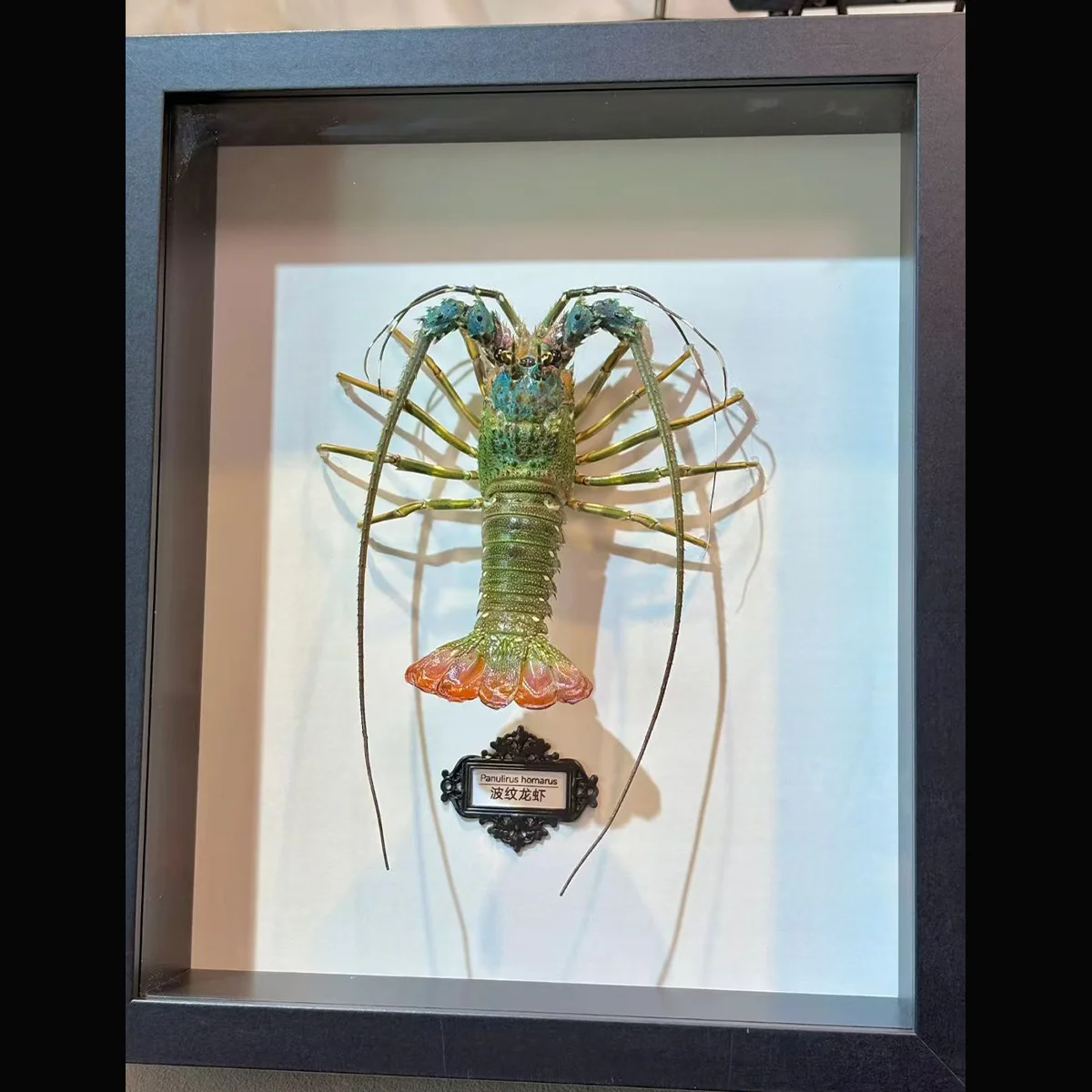 Scalloped Spiny Lobster Specimens Frame Real Panulirus Homarus ...