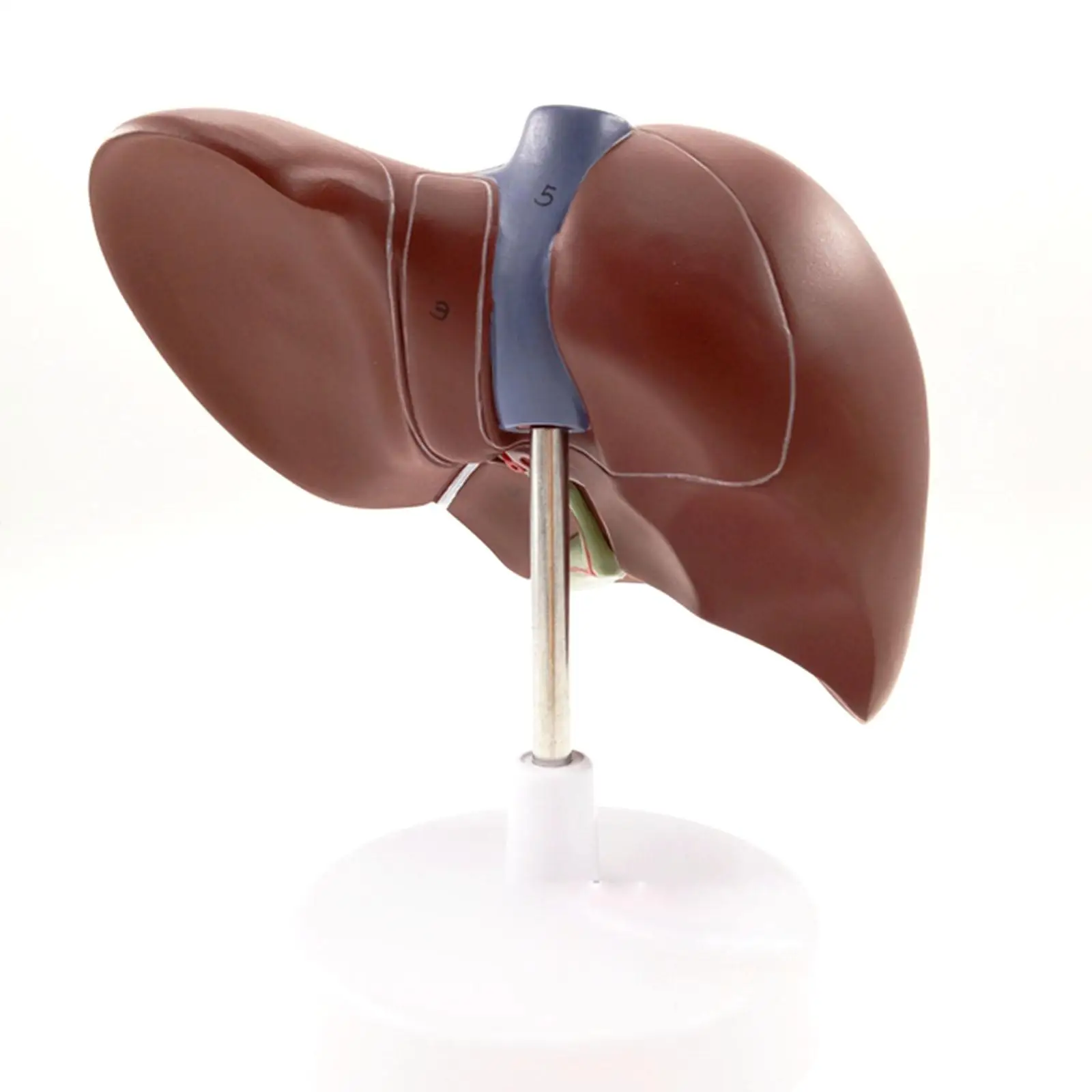 PVC-Human-Liver-Simulation-Model-Medical-Anatomy-PVC-Natural-Life-Size ...