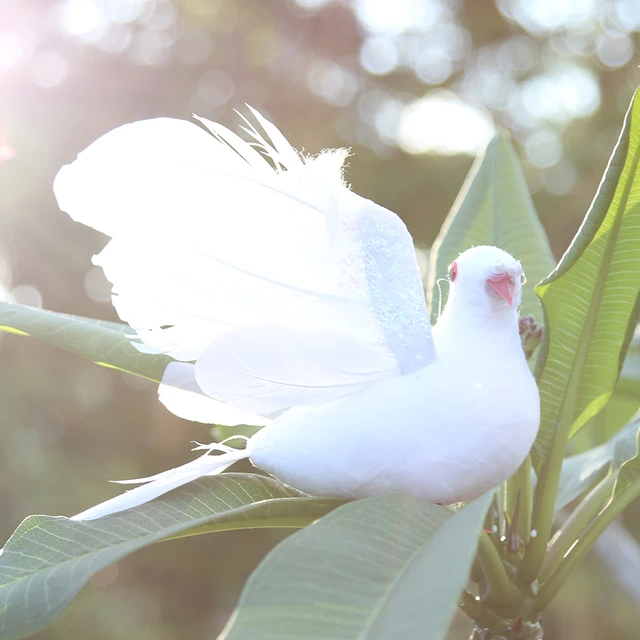 White Dove Birds Love