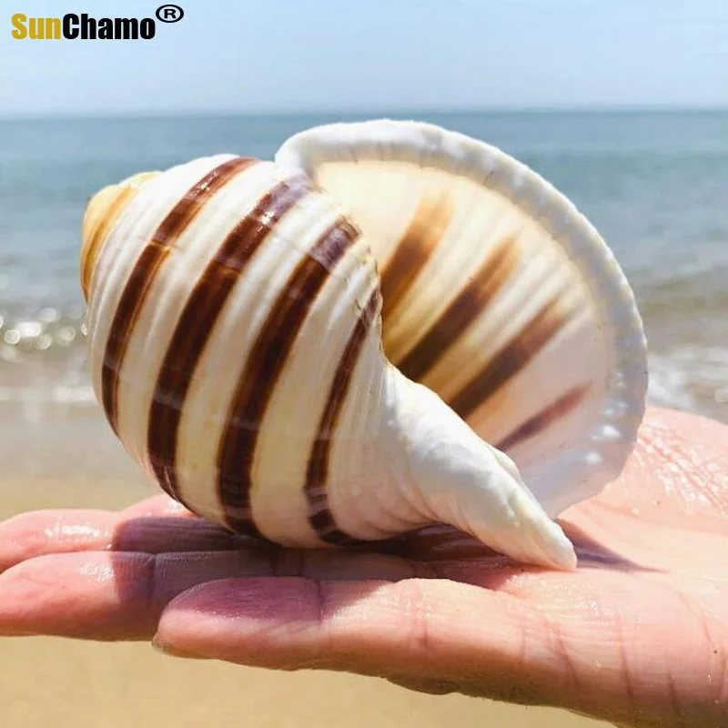 Natural Shell Sea Conch Snail Fish Tank Aquarium Home Diy - AliExpress