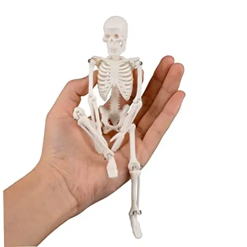 Halloween-Movable-Skeleton-Human-Model-Skull-Full-Body-Mini-Figure-Toy ...