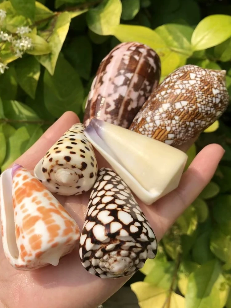 Girl-s-Conch-Natural-Conch-Shell-Specimen-Snail-Vase-Taro-Brocade-Taro ...