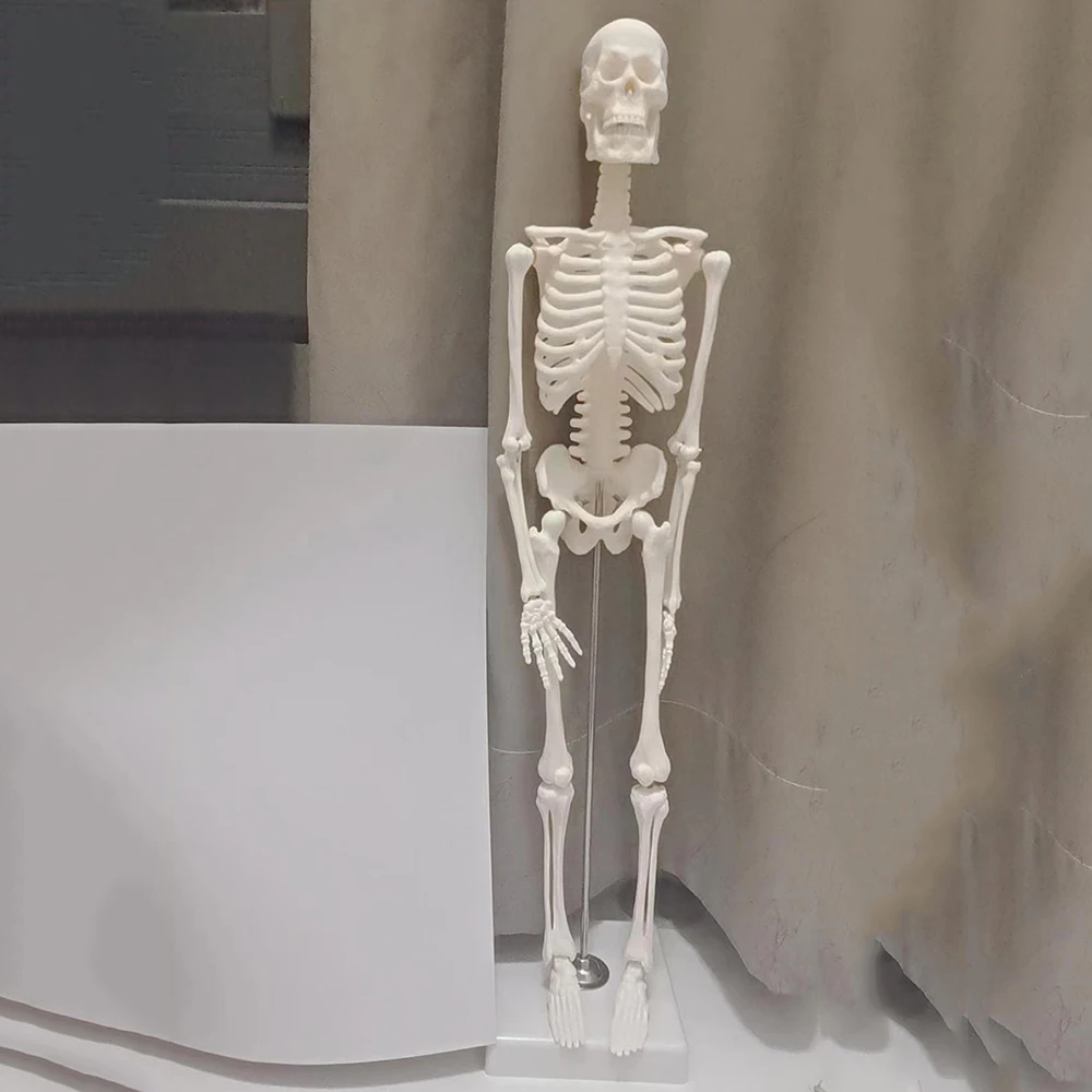 20CM-45CM-Human-Skeleton-Model-Anatomy-Human-Body-Models-Joint-Medical ...