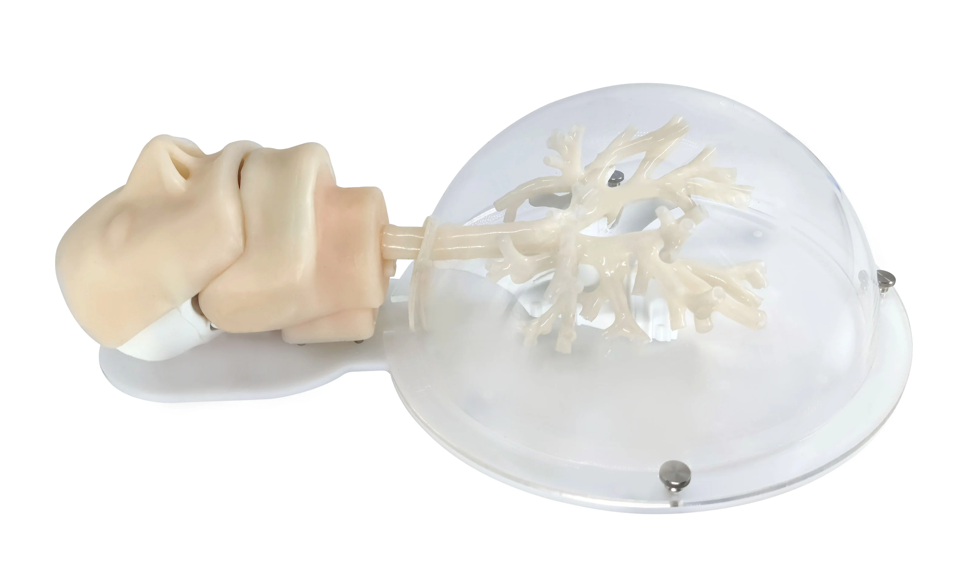Bronchoscope training model Bronchial structure with 6 pcs soft and ...