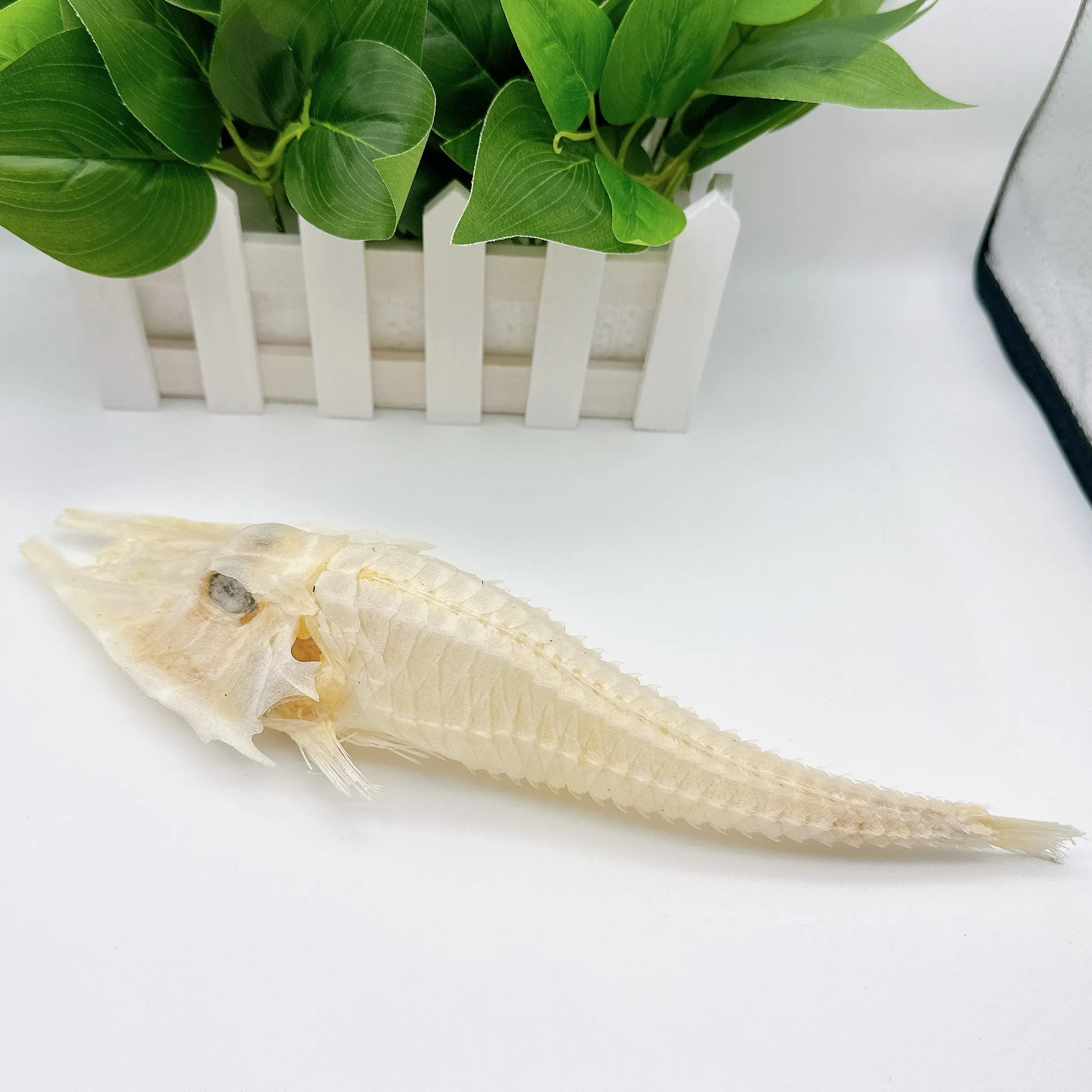 1-PCS-of-real-fish-specimens-resembling-fish-bodies-bones-skulls-animal ...