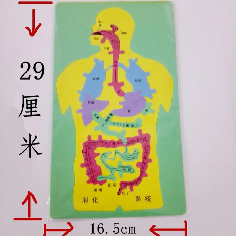 Homemade Digestive System Model