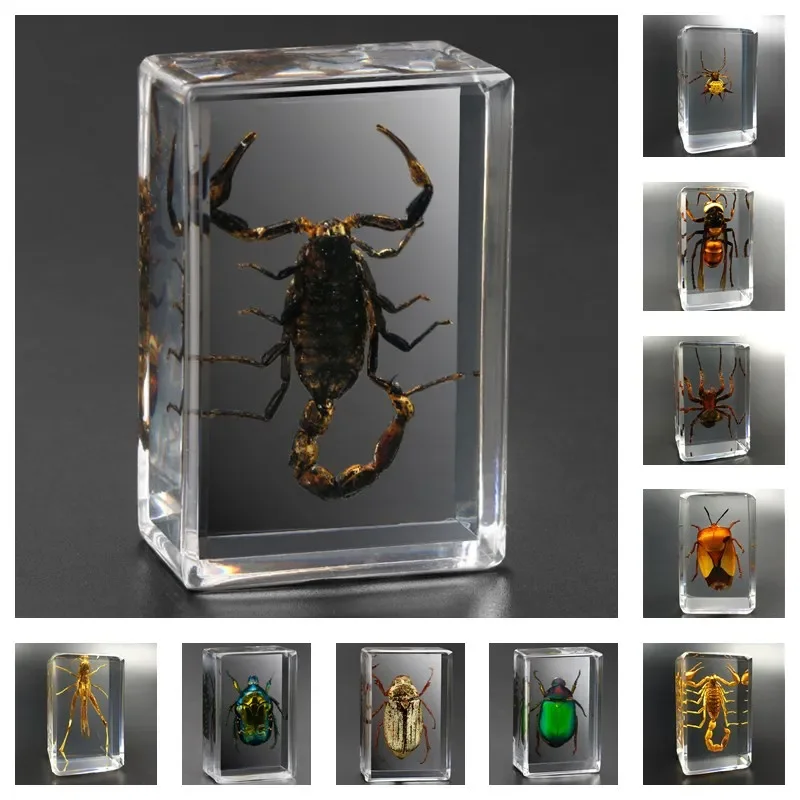 Real-Insect-Specimen-Scorpion-Spider-Wasp-Beetle-Transparent-Resin ...