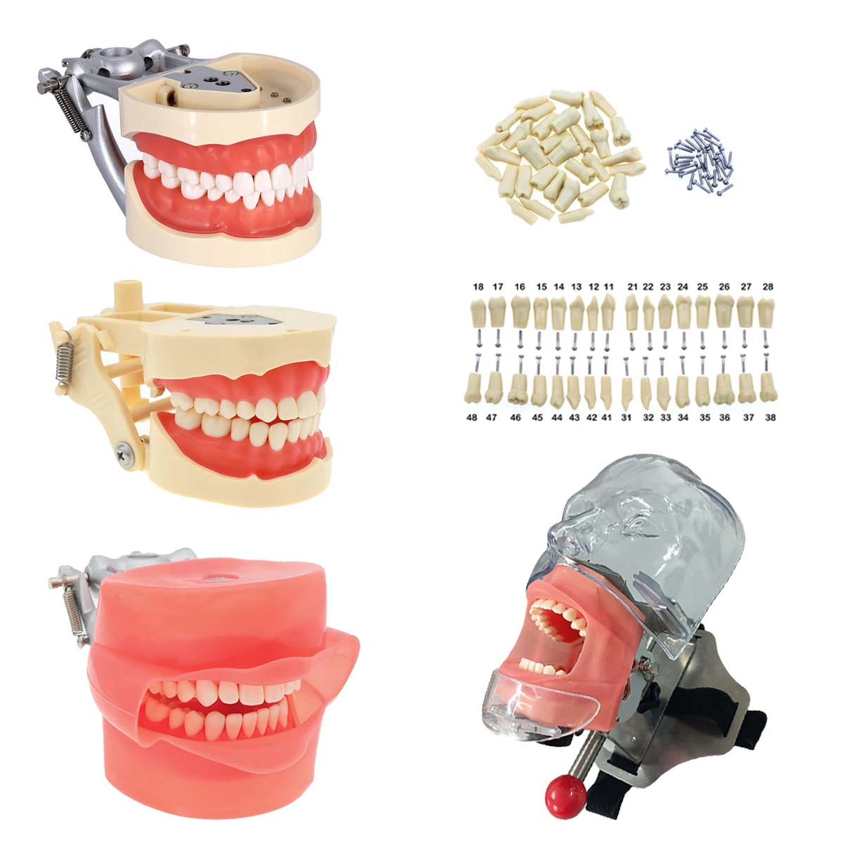 Dentistry-Model-Dental-Standard-Tooth-Model-With-28-32-Screw-In-Teeth ...