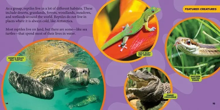 Reptiles And Amphibians For Kids