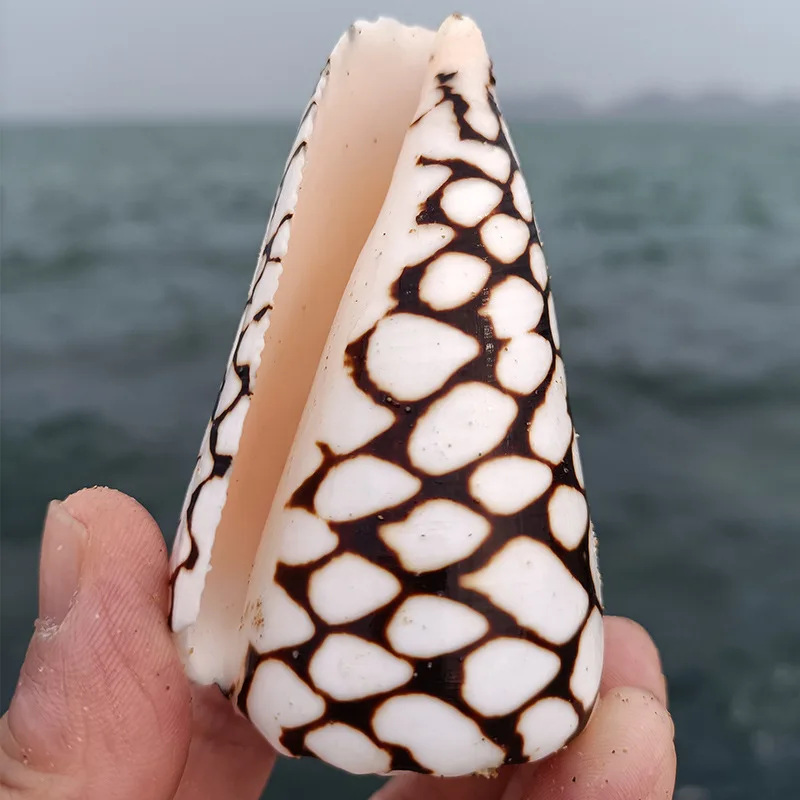 Natural-Conus-Marmoreus-Shells-Hebrew-Marble-Cone-Conch-Snail-Photograph-Ornaments-Fish-Tank ...