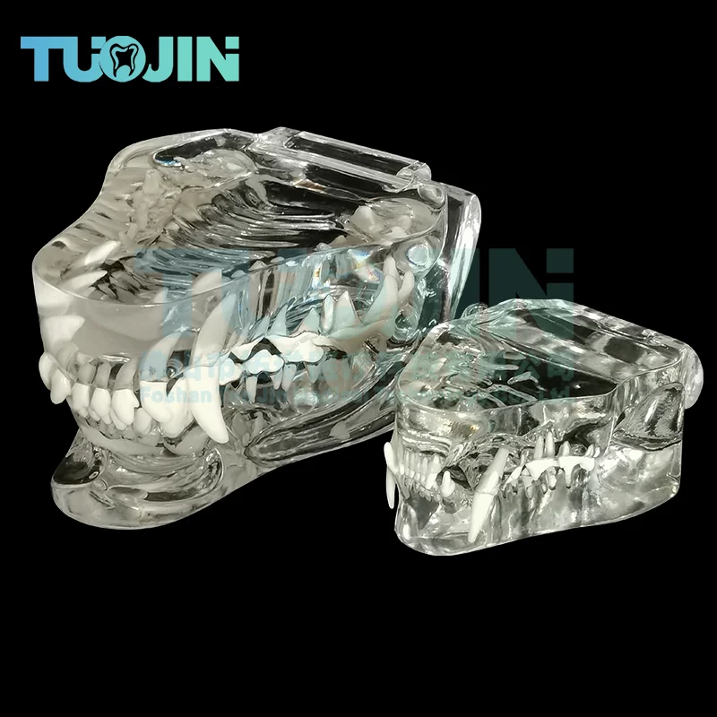 Resin-Transparent-Dog-Cat-Teeth-Model-Dental-Animal-Resin-Teeth-Of-Dog ...