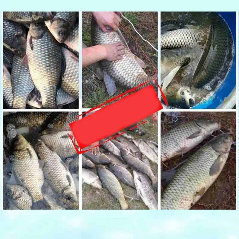 Carp Fish Bait