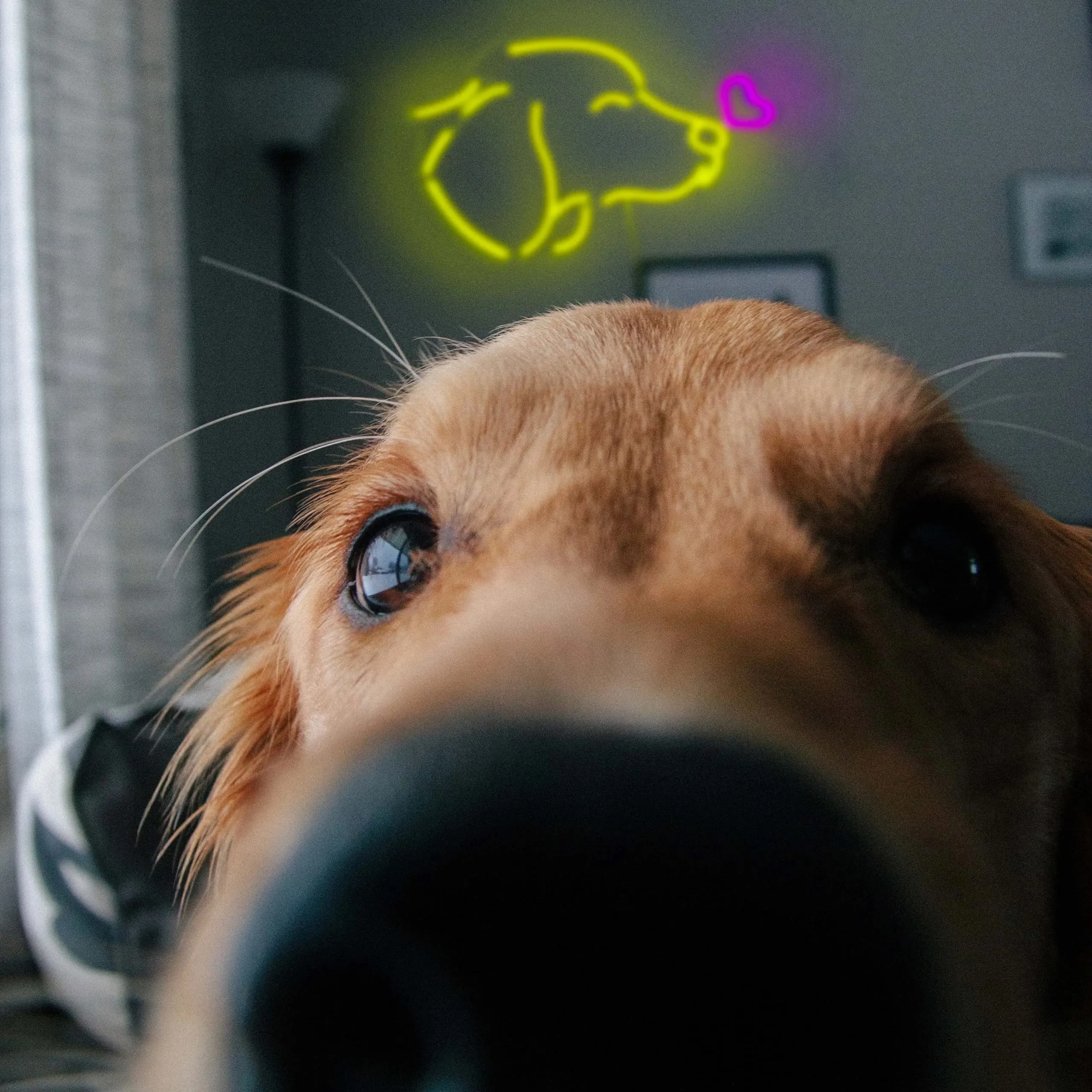 Golden Retriever Neon Sign Decor - wigglelove