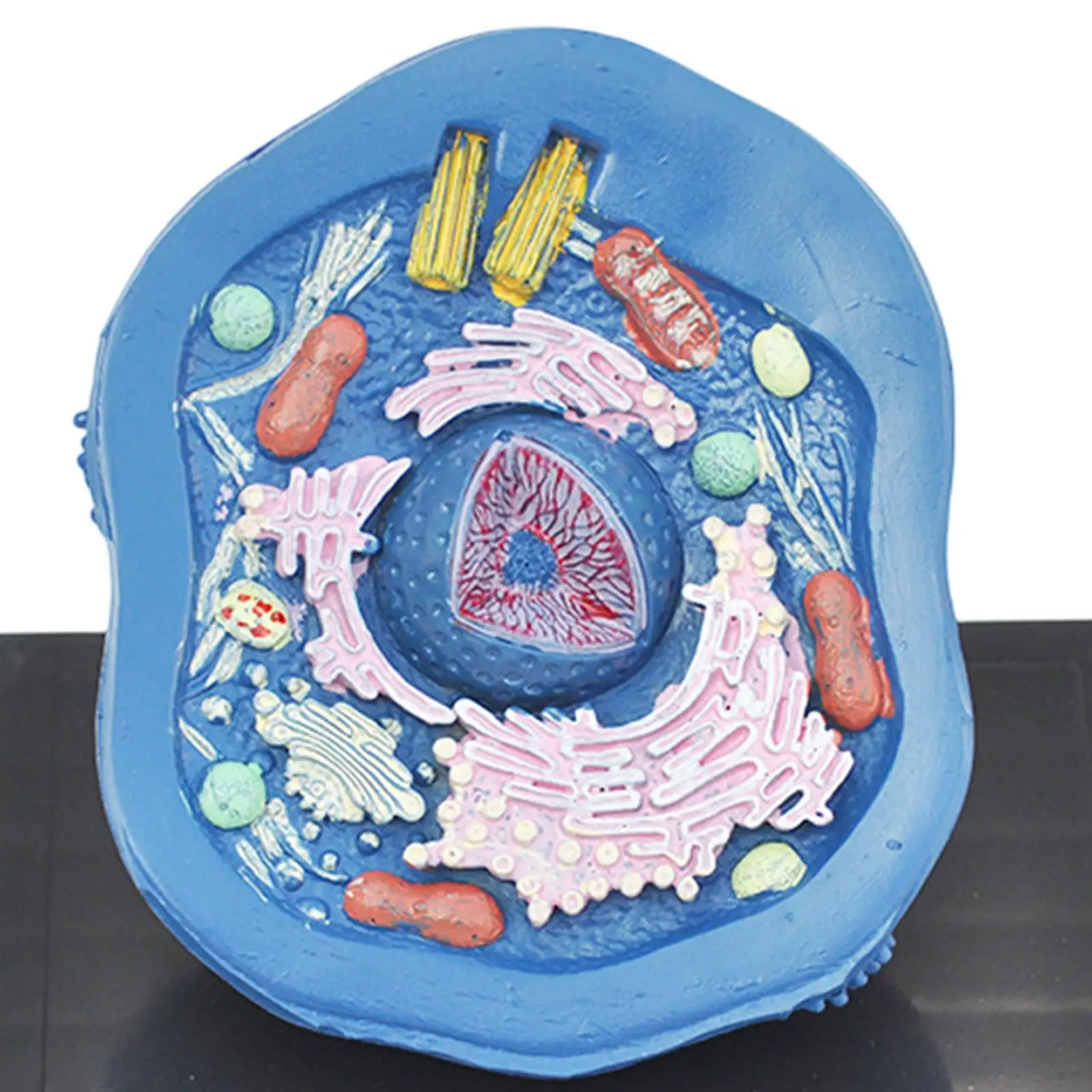 Cell Anatomy Model View All Major Organelles Educational Science Kits ...