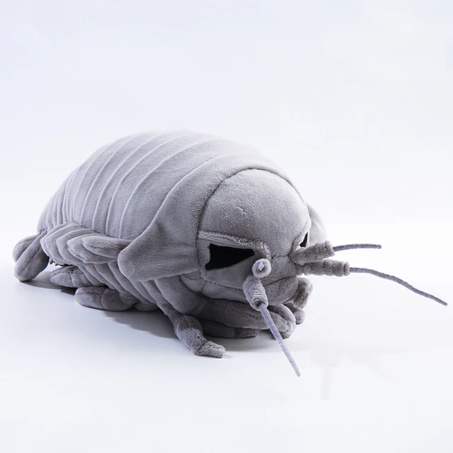 Giant Isopod Bathynomus Giganteus