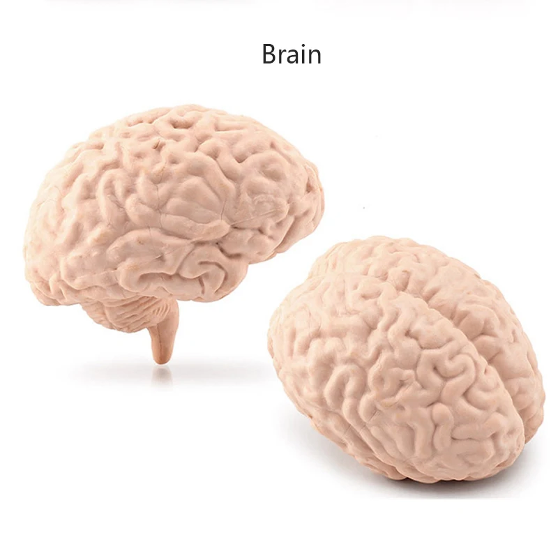 8Pcs Simulation Human Torso Body Organ Miniature Anatomy Organs Model ...