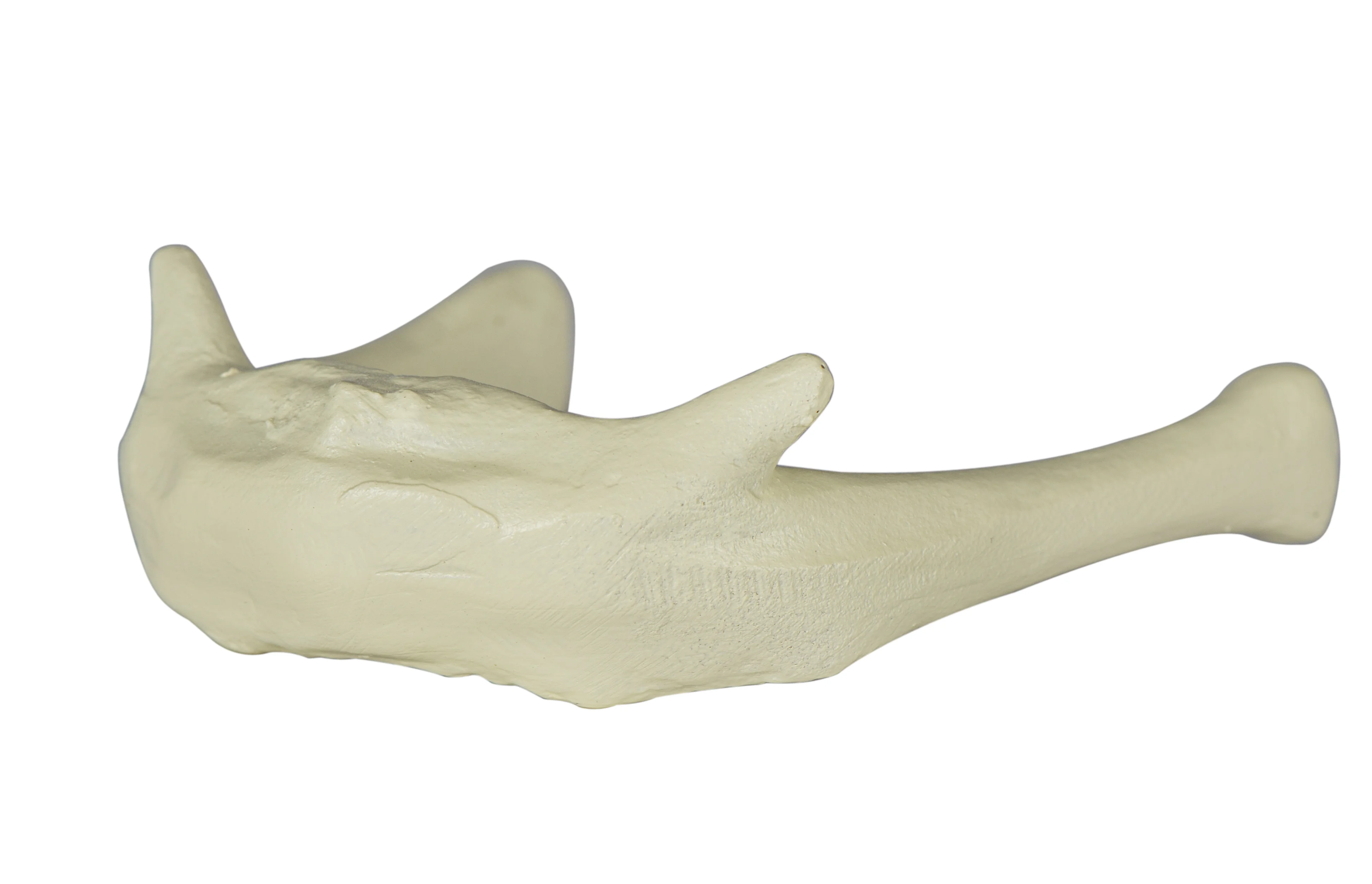 Hyoid-Bone-Enlarged-Model-Medical-Science-Anatomical-Simulator ...