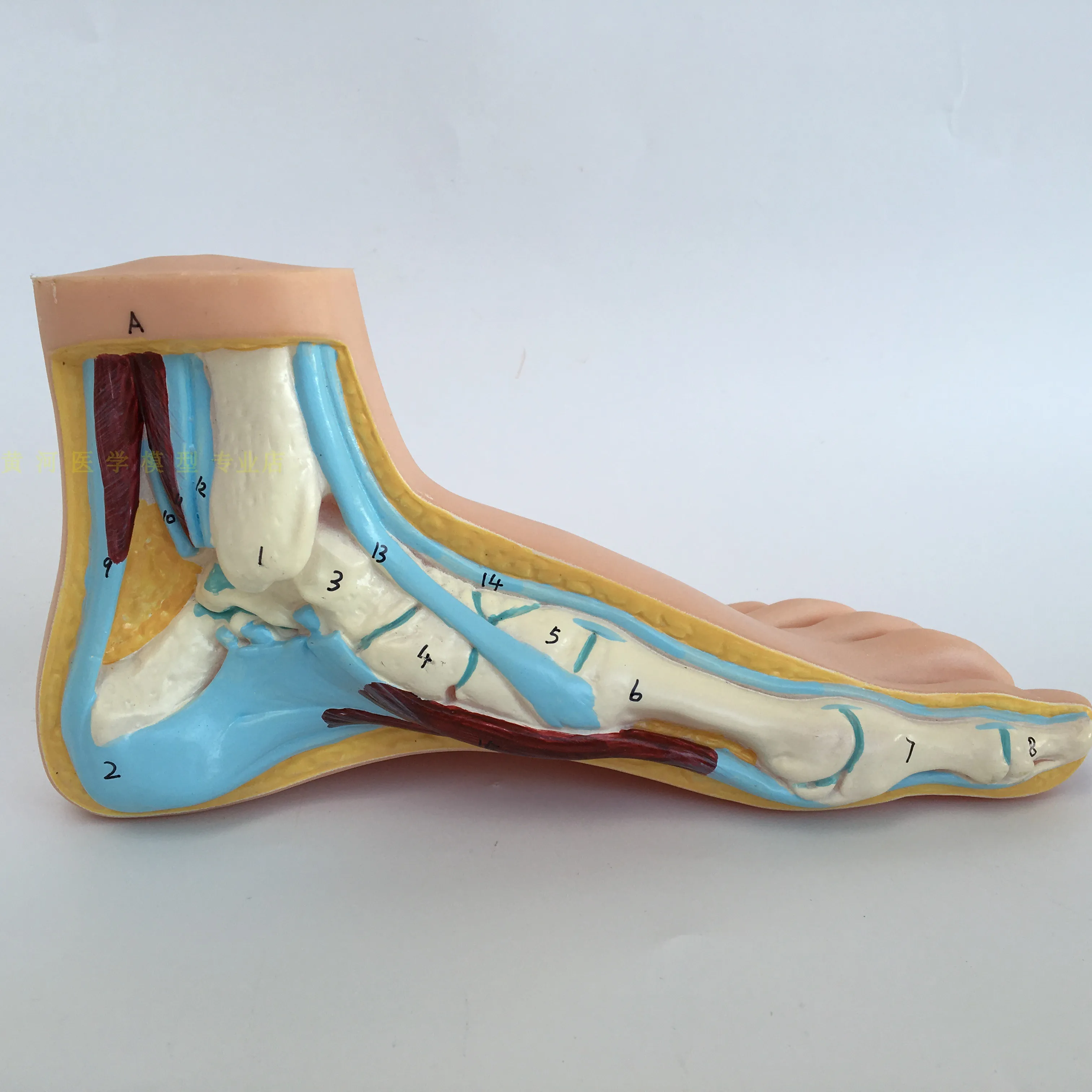 Human Foot Model Medical Teaching Anatomy Tool Human Foot Palm Muscle ...