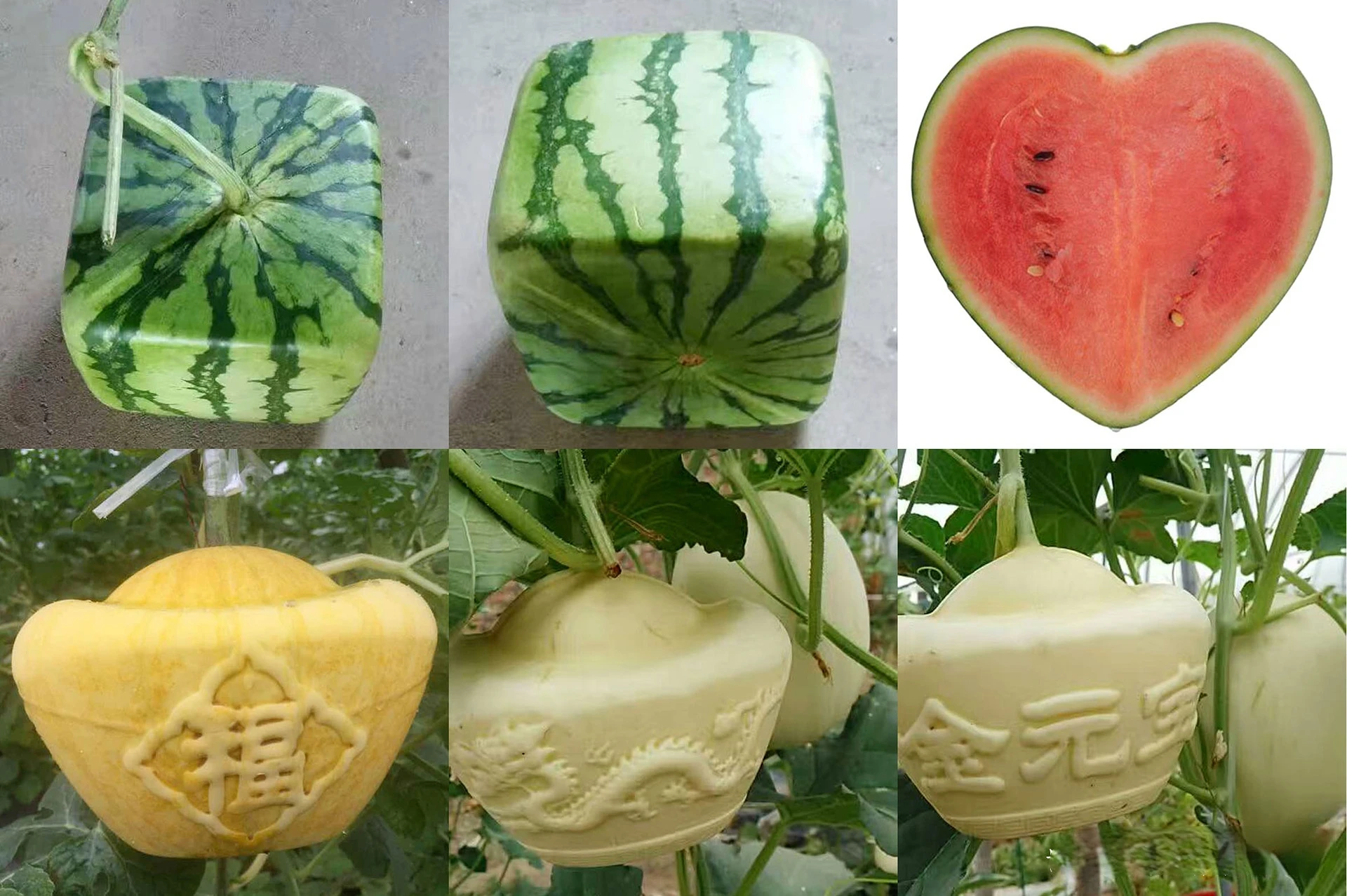 Growing Square Watermelon