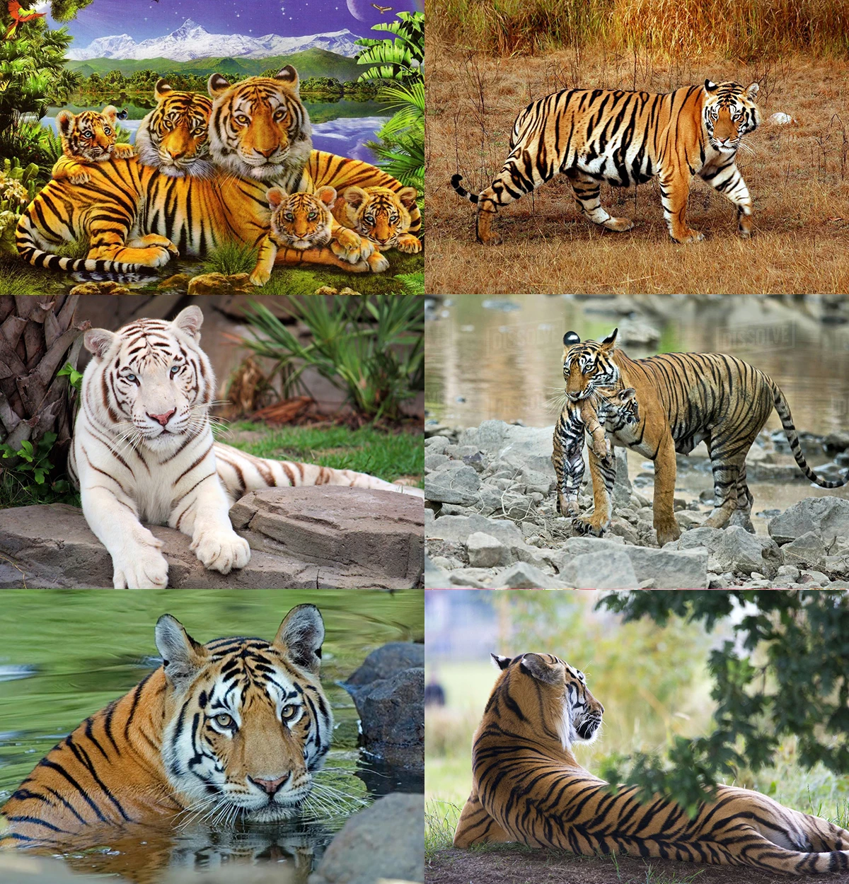 Tropical Rainforest Bengal Tiger
