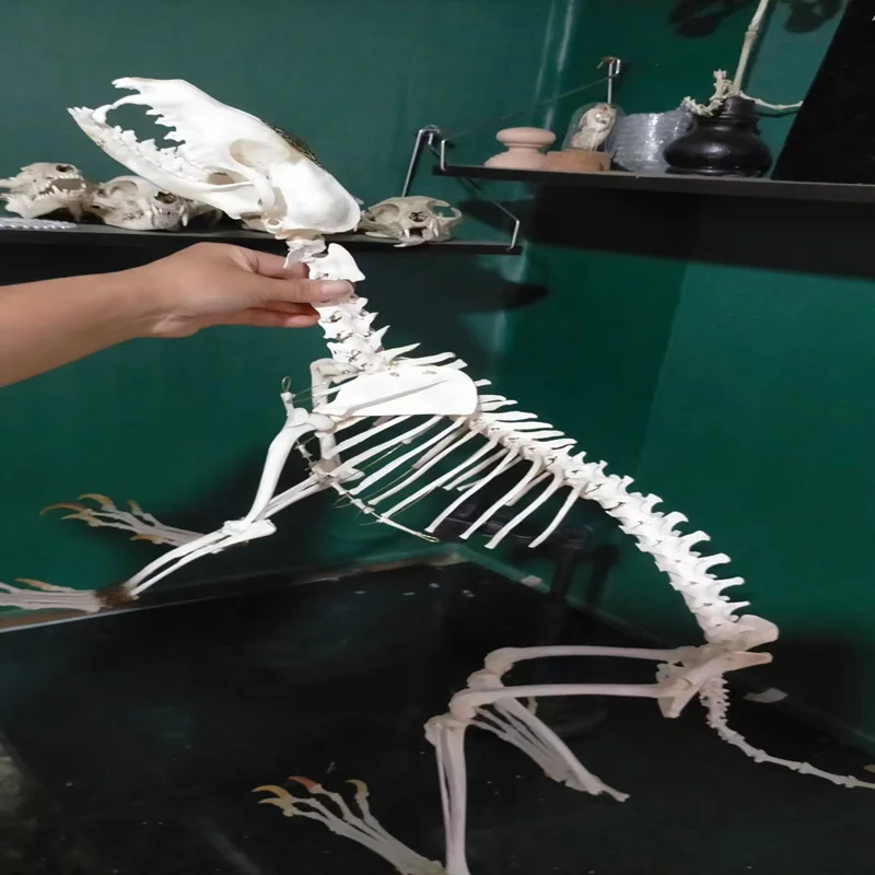 Fox Skeleton