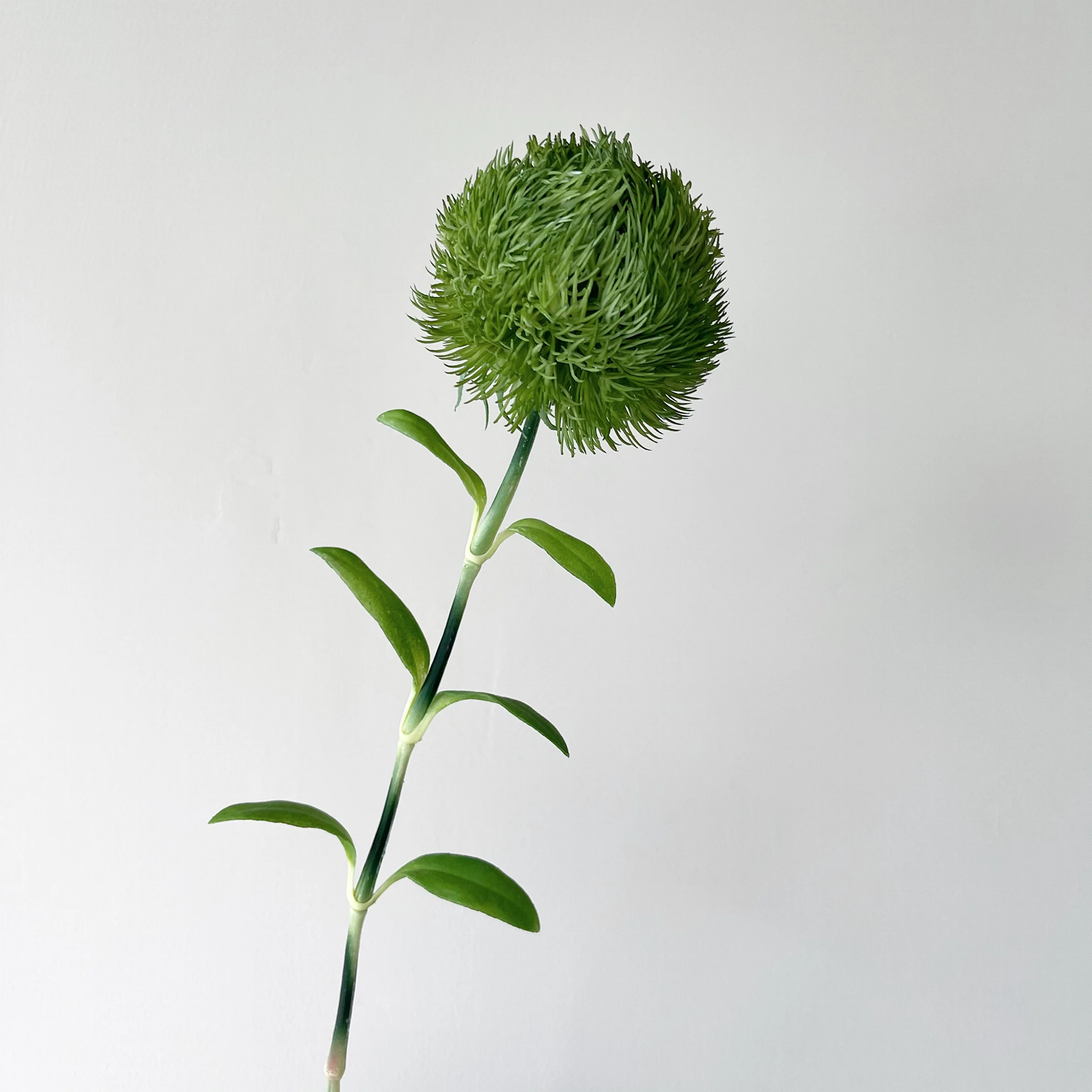 Green Ball Dianthus