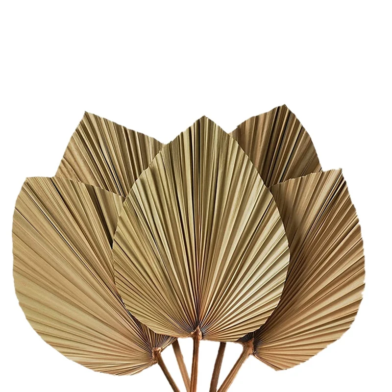 Dried-Palm-Leaves-Room-Decor-5-Pieces-18Inch-H-X-10Inch-W-Large-Natural ...