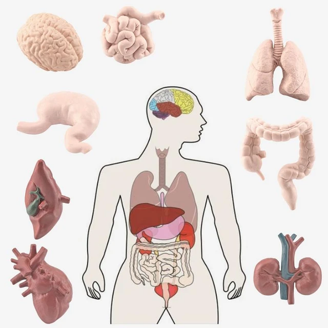 Cuerpo Humano Organos 3d