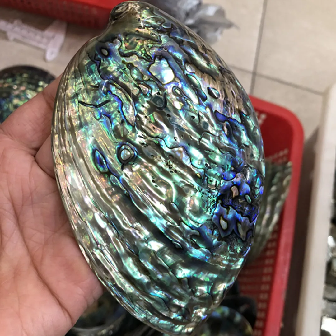 1-Pc-New-Zealand-Natural-Polished-Abalone-Shell-Aquarium-Decor-Handmade ...