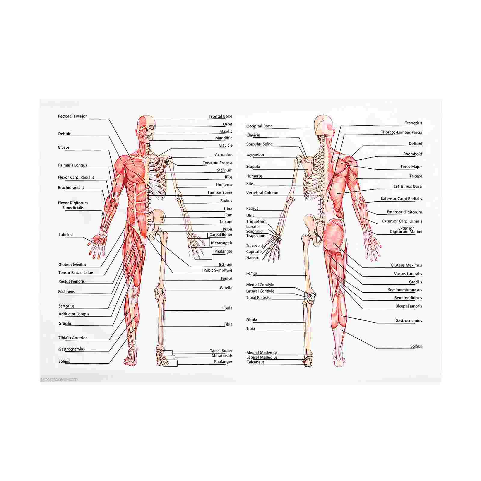 Human-Dissection-Poster-Anatomy-Chart-for-Hanging-Muscular-System ...