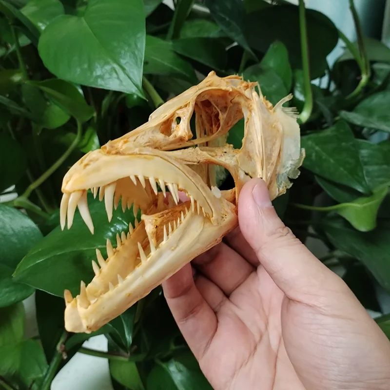 15CM-Genuine-Hairtail-Fish-Skull-Large-Swordfish-Skull-Animal-Skeleton ...