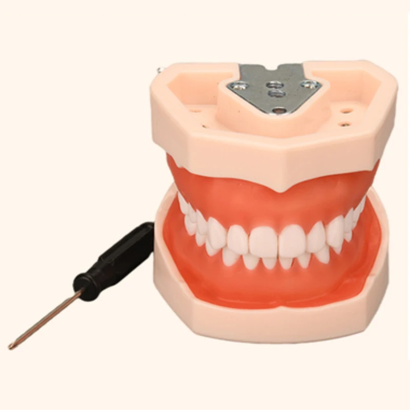 Dental Model Oral Denture Mold Doctor Practice Exam Resin Removable In ...