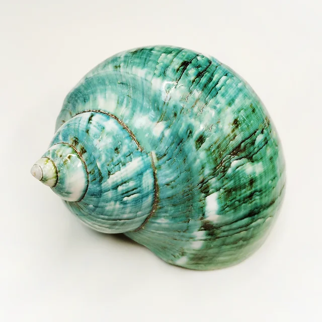 Large Turbo Jade Green Shell with Pearl Band Hermit Crab Sea Shells for ...