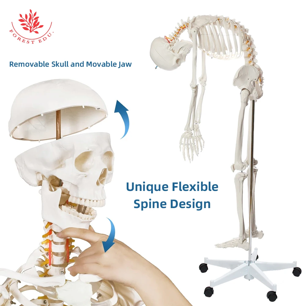 Human-Skeleton-Model-FRT001-1-Life-Size-180CM-Flexible-Spine-Plastic ...