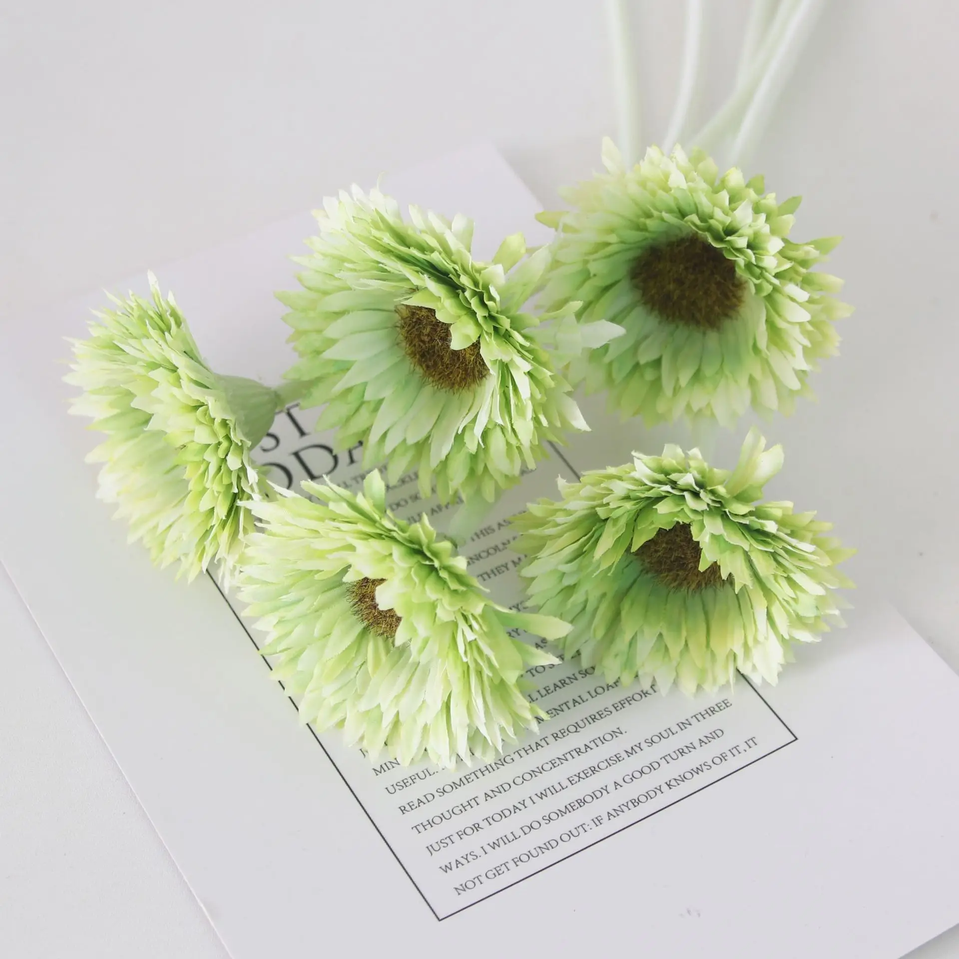 Lime Green Gerbera Daisies